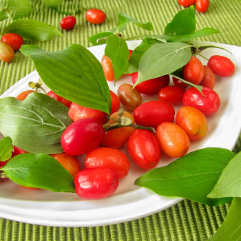 Main internet trgovina - Gradinamax