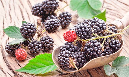 Akcije internet trgovina - Gradinamax